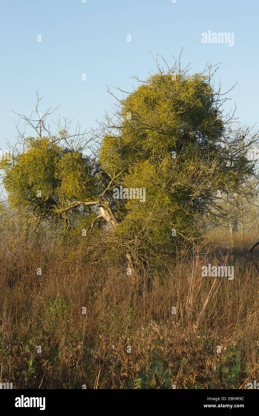 Trees covered in mistletoe Stock Photo - Alamy