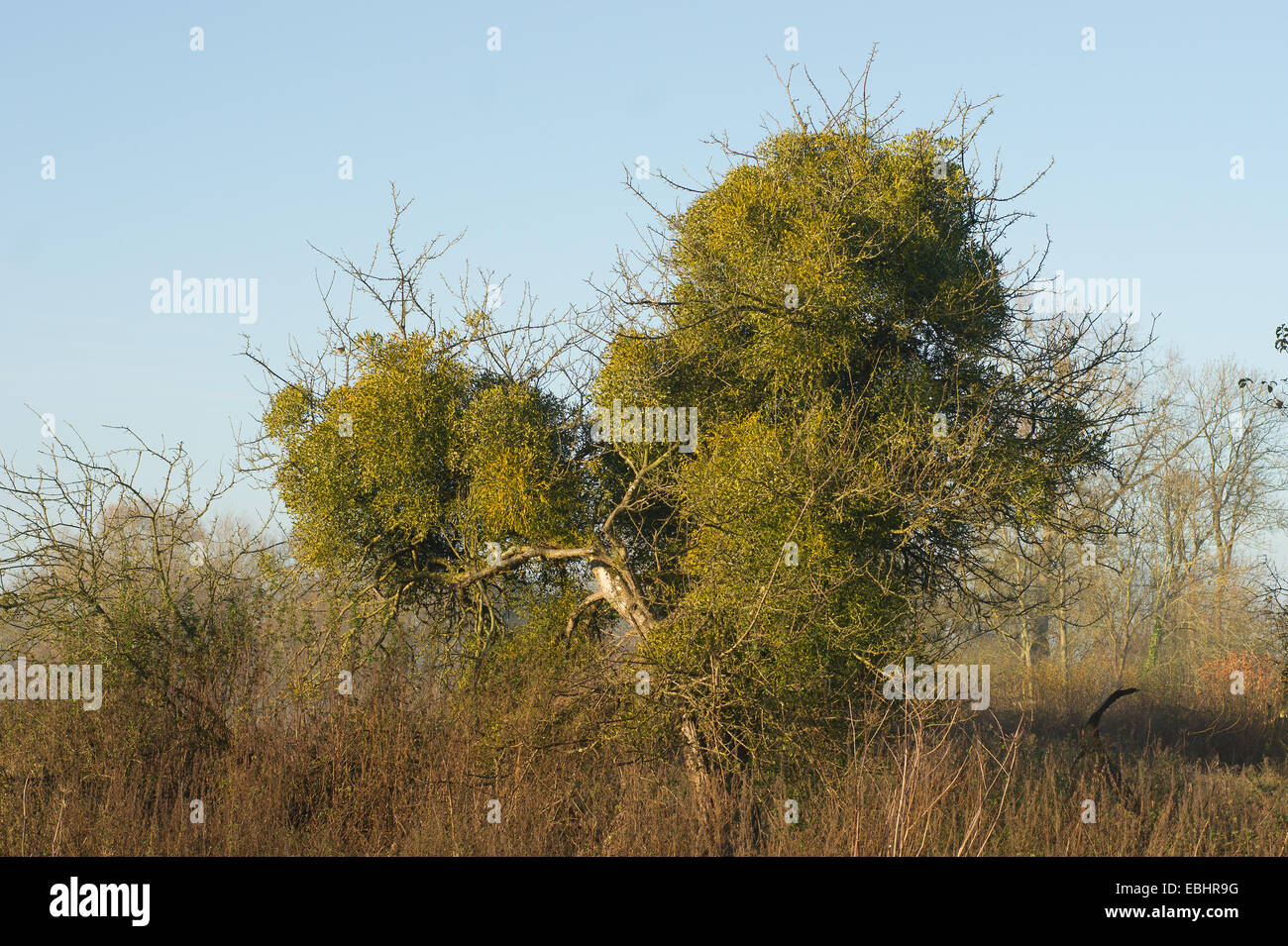 Mistletoe apple tree hi-res stock photography and images - Alamy