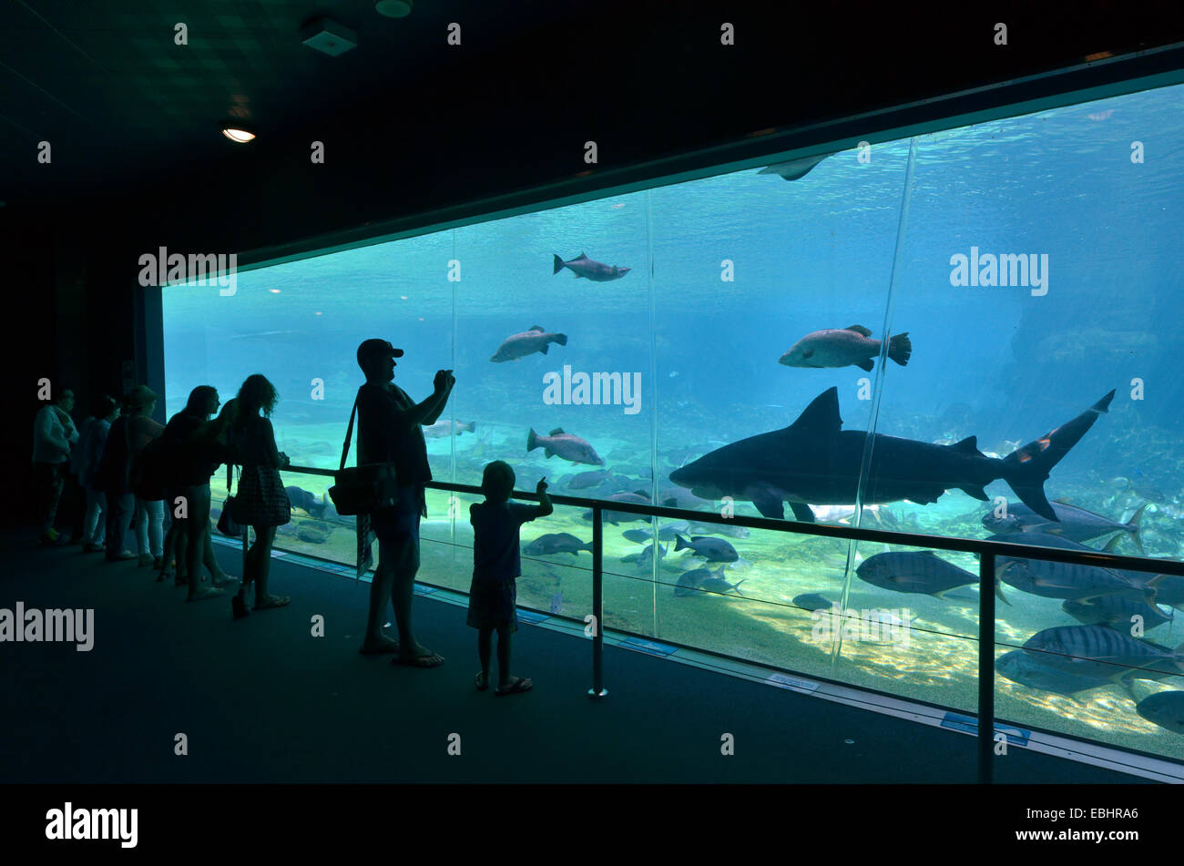 Bull Shark Australia High Resolution Stock Photography and Images - Alamy