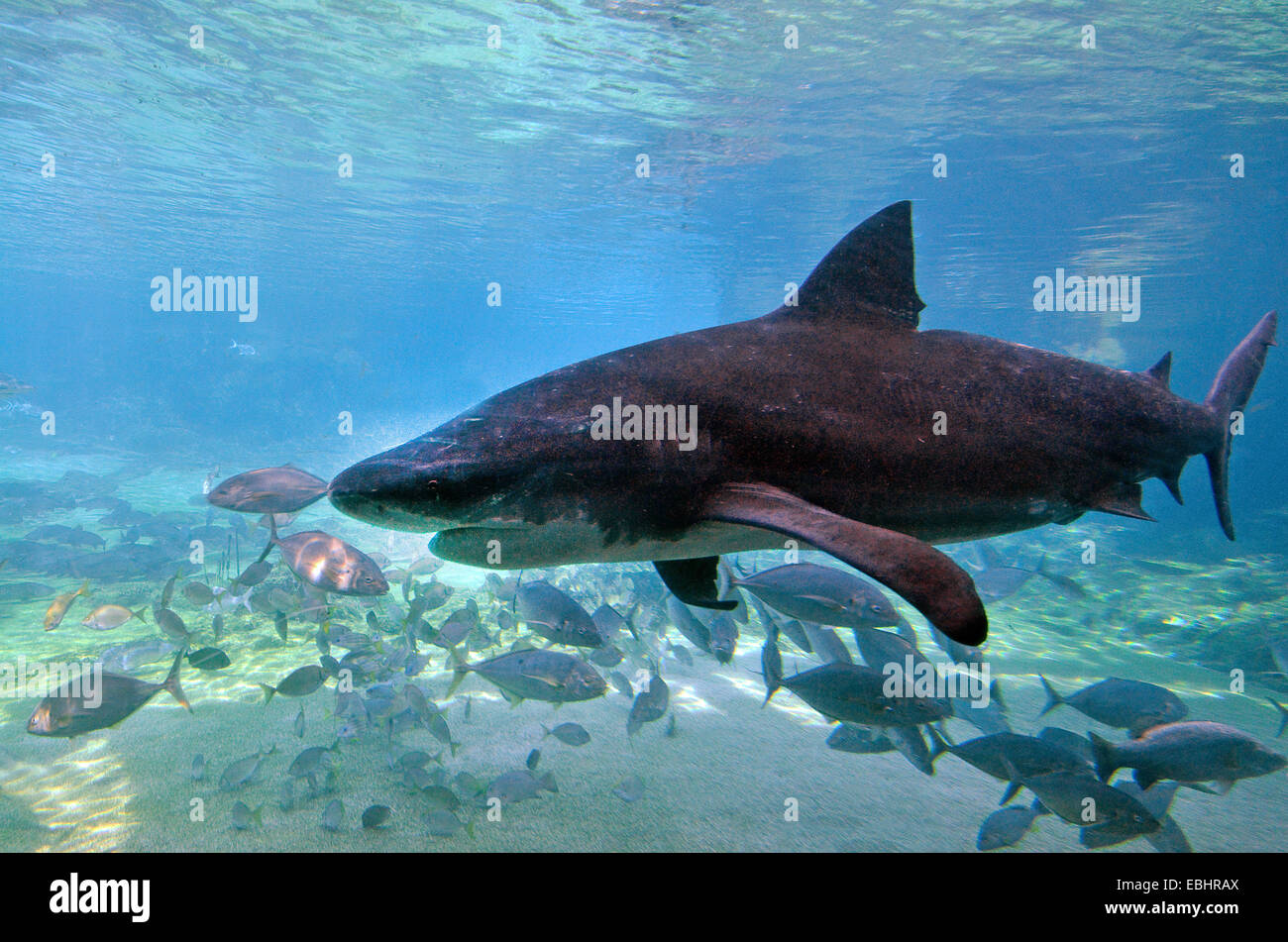Sharks Bay Australia High Resolution Stock Photography and Images - Alamy