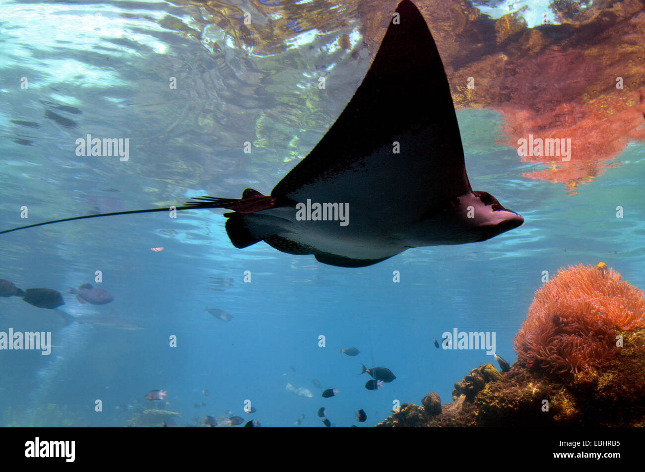 Australian Fish Eagle High Resolution Stock Photography and Images - Alamy