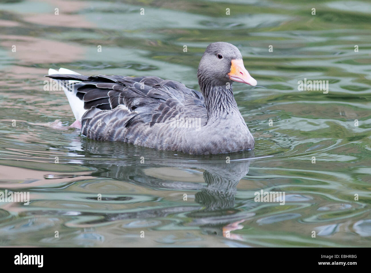 Anser anser, Greylag Goose. Russia, The Moscow Zoo Stock Photo - Alamy