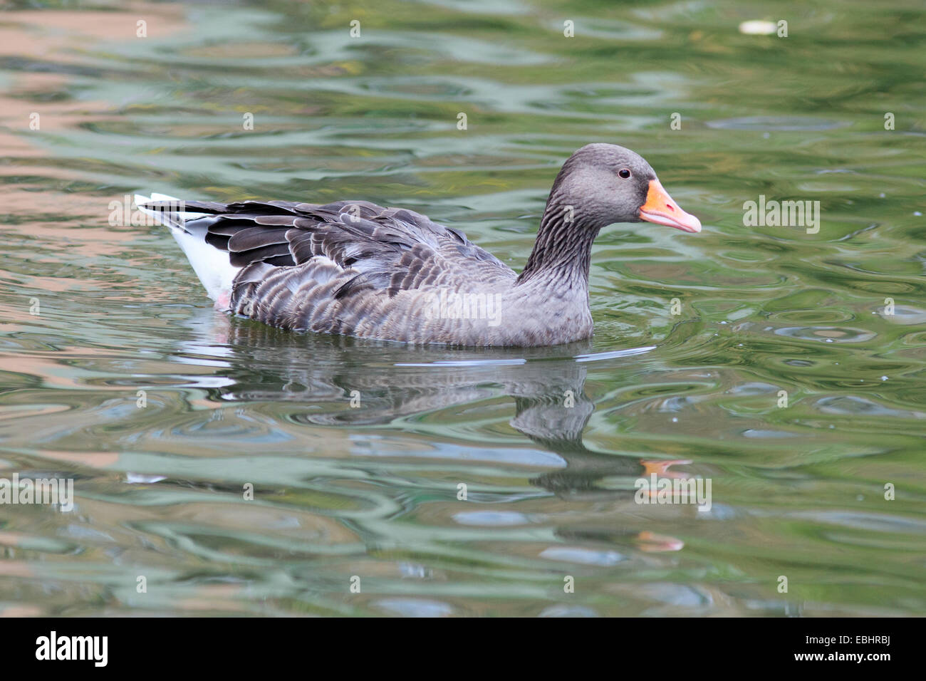 Anser anser, Greylag Goose. Russia, The Moscow Zoo Stock Photo - Alamy