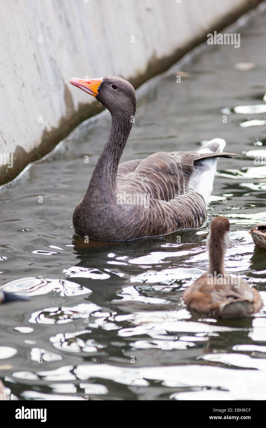 Anser anser, Greylag Goose. Russia, The Moscow Zoo Stock Photo - Alamy