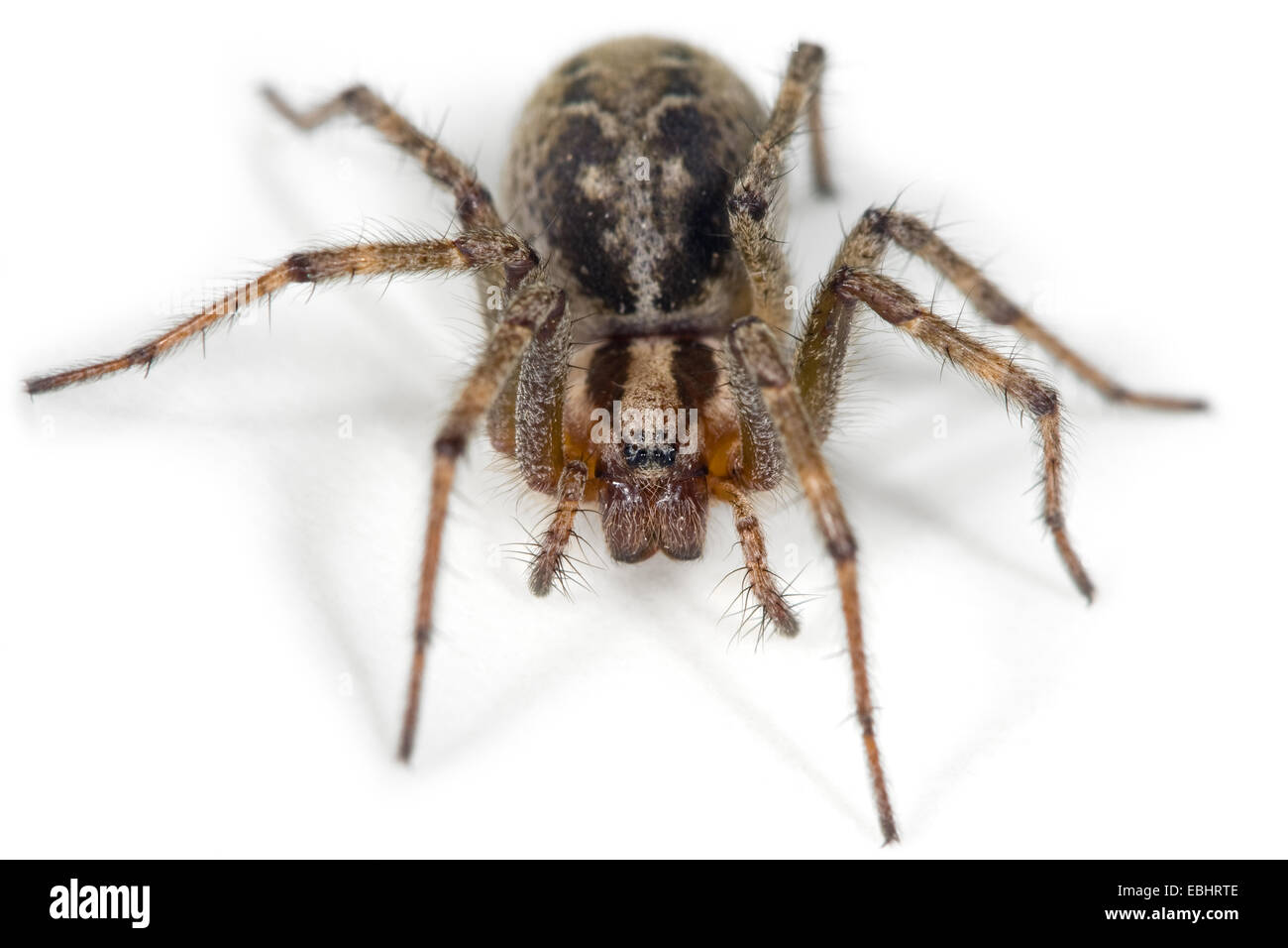 Labyrinth spider Cut Out Stock Images & Pictures - Alamy