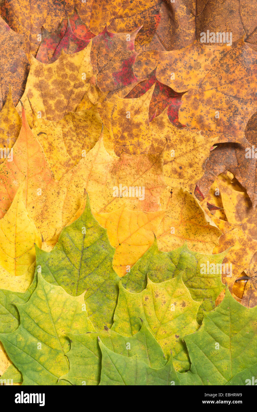 rich bright brilliant changing colors of autumn the fall seen in maple ...