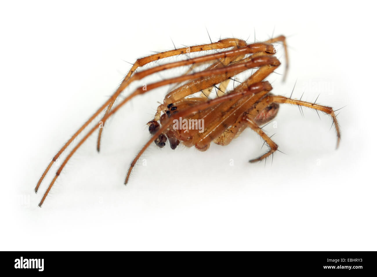 A male Autumn Spider (Metellina segmentata) on white background. Side ...