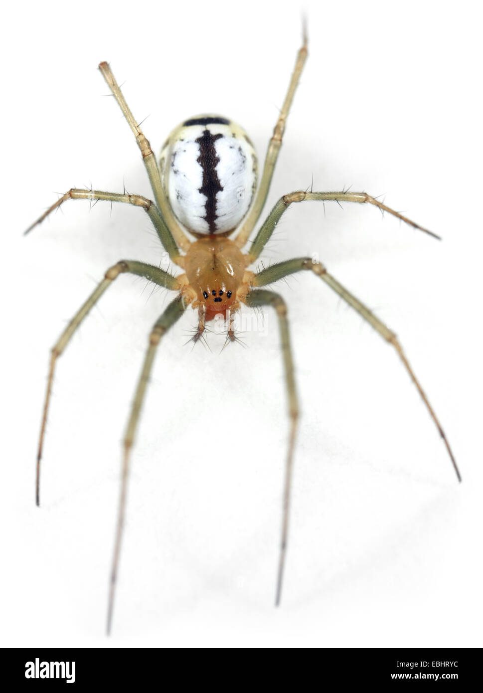 Neriene emphana Cut Out Stock Images & Pictures - Alamy