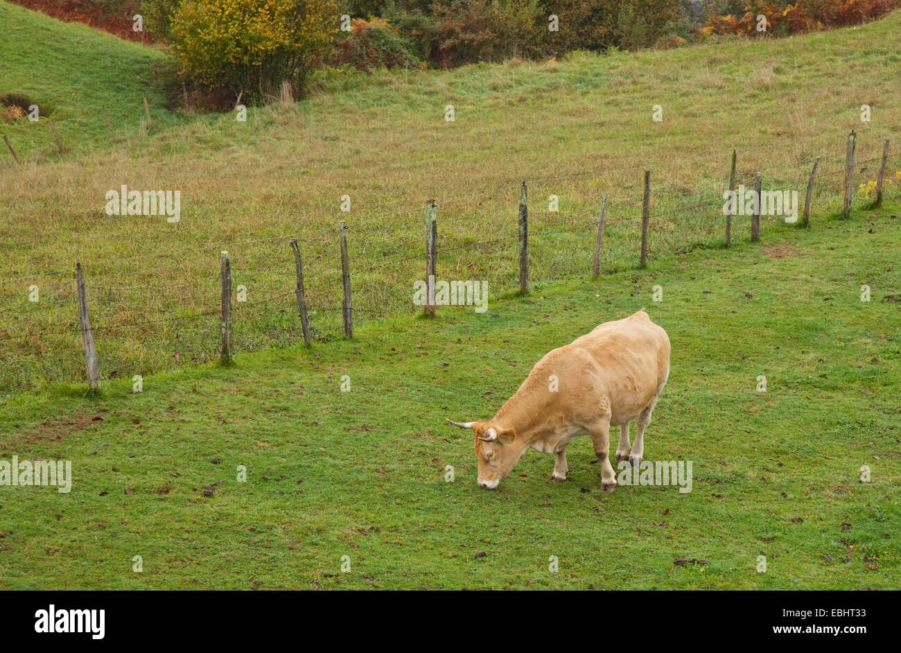 Cow eating at Basque Country Stock Photo - Alamy