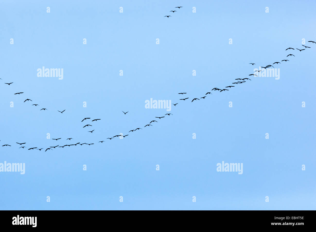 Multitude birds Cut Out Stock Images & Pictures - Alamy