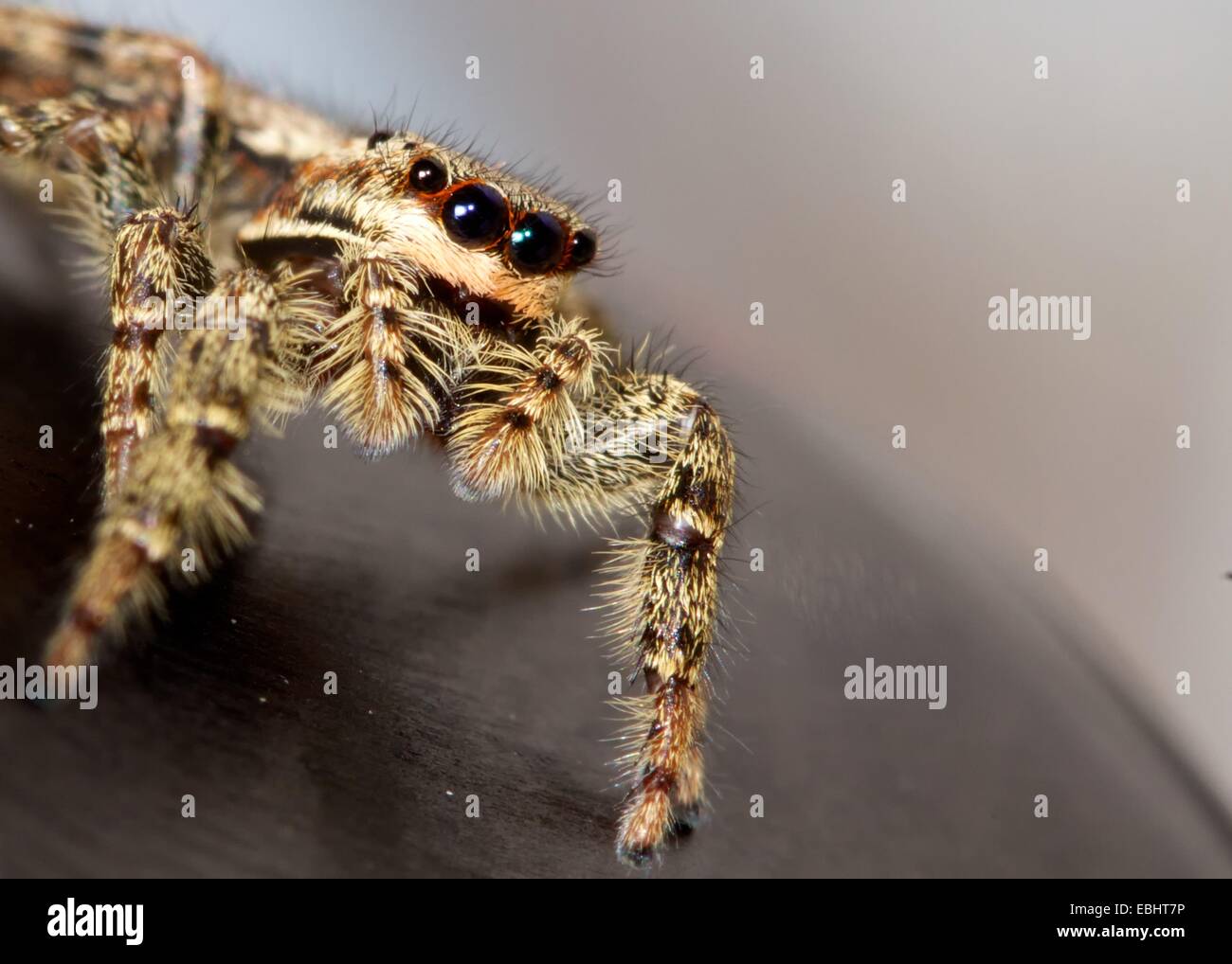 Jumping spider, Marpissa muscosa Stock Photo - Alamy