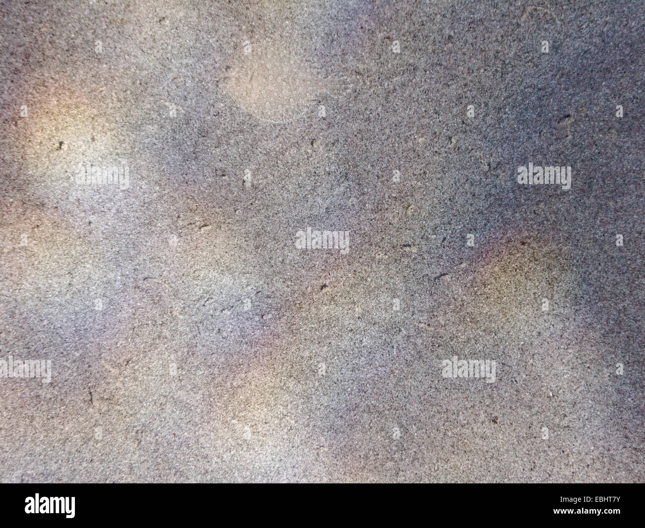 A flounder, camouflaged as sand, lying on the sandy bottom of the ...