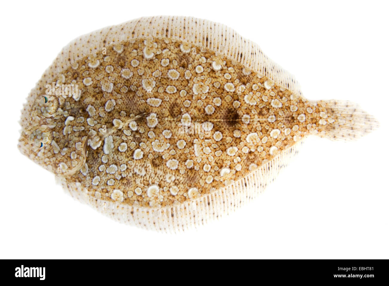 Flounder fish hi-res stock photography and images - Alamy