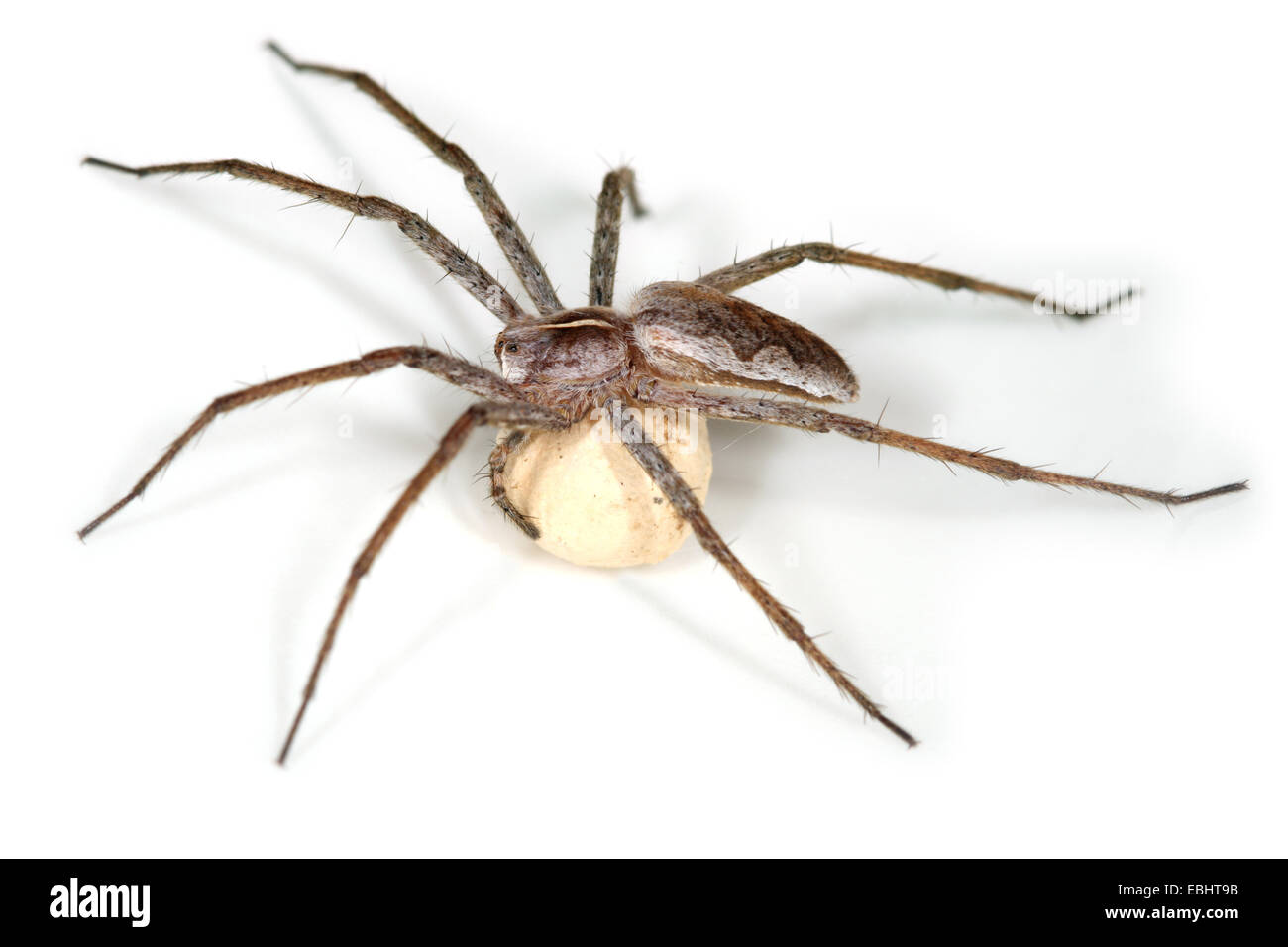 Female Nursery Web Spider (Pisaura mirabilis) on a white background ...