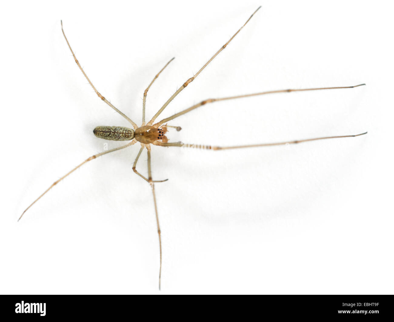 A male Common Stretch-spider (Tetragnatha extensa), on a white ...