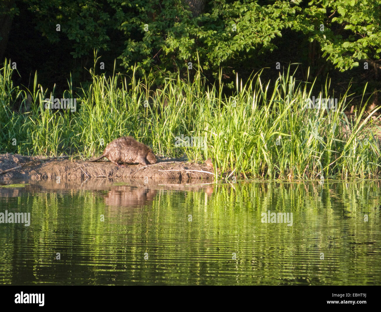 European Beaver (Castor fiber), just Before Sunset by a river in Sweden ...