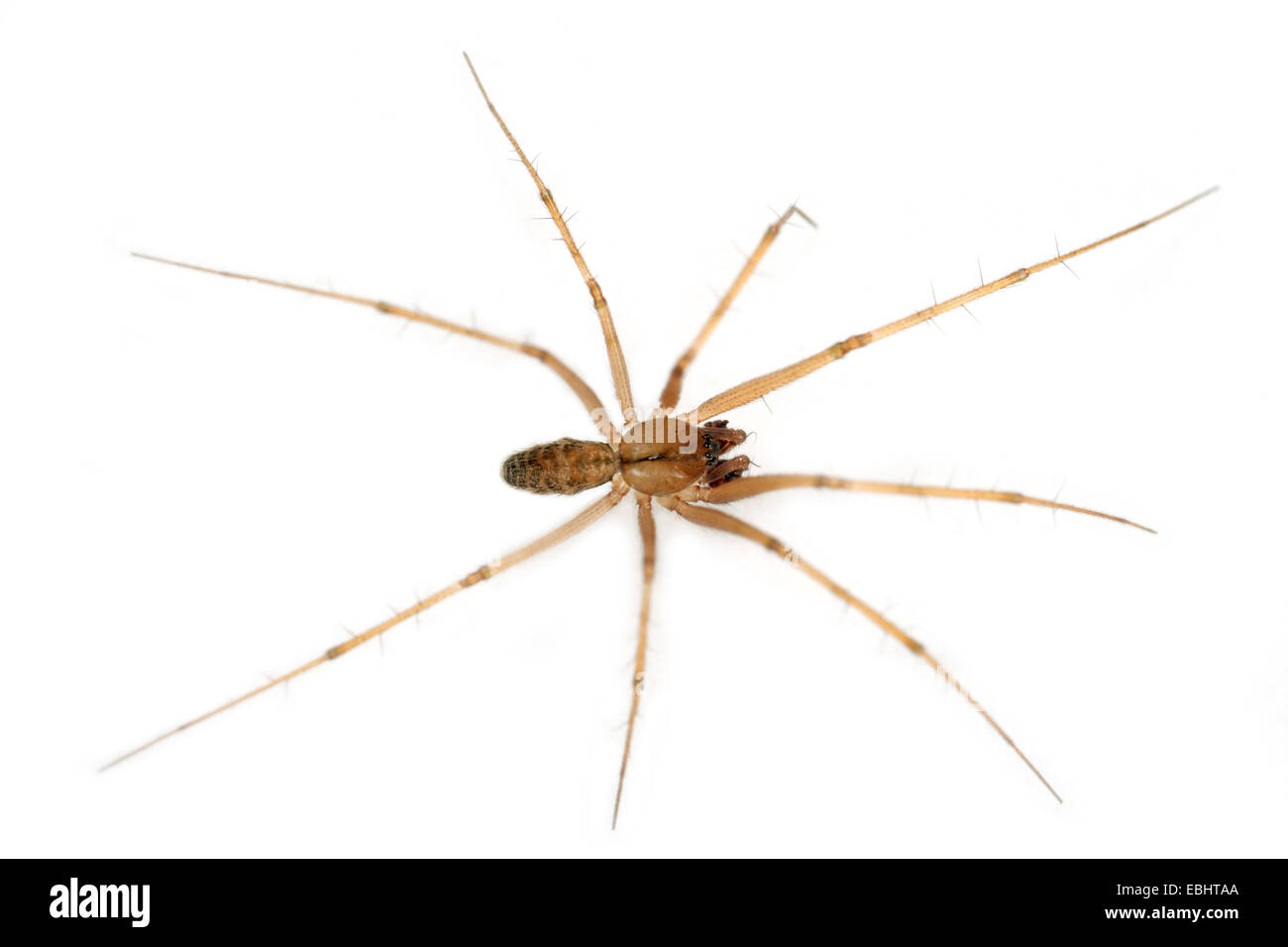 A male sheetweb weaver spider (Lepthyphantes nebulosus) on white ...