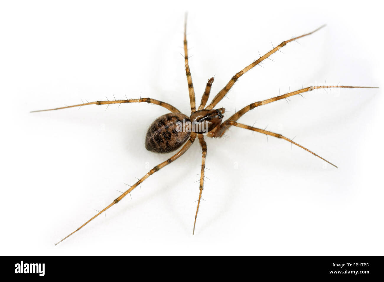 A Female Sheetweb weaver (Lepthyphantes nebulosus) on white background ...