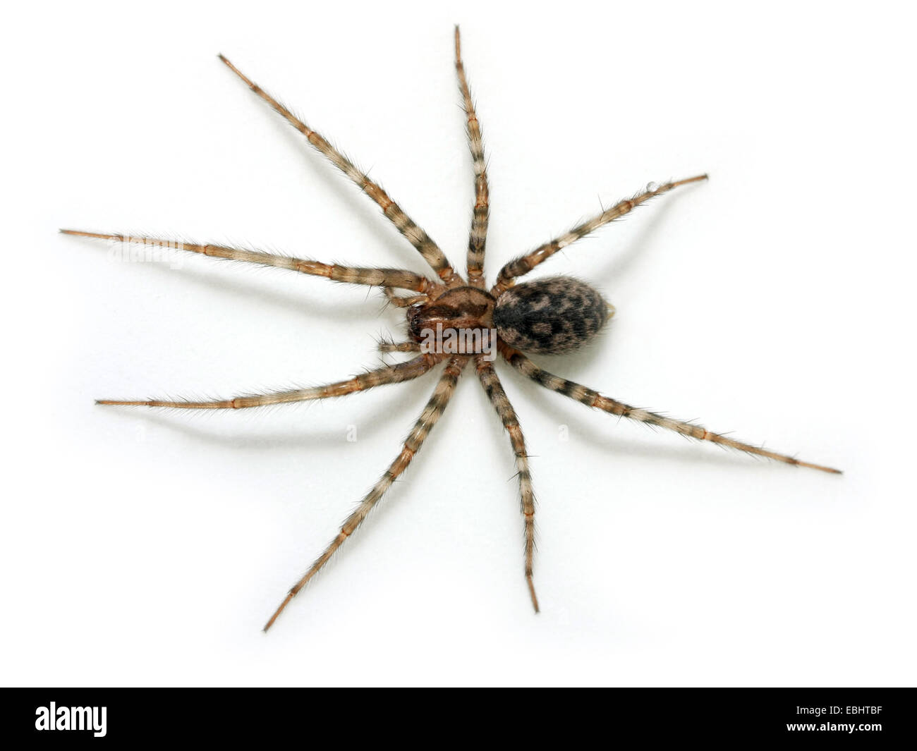 A female Funnel weaver (Malthonica pagana) on white background. Funnel ...