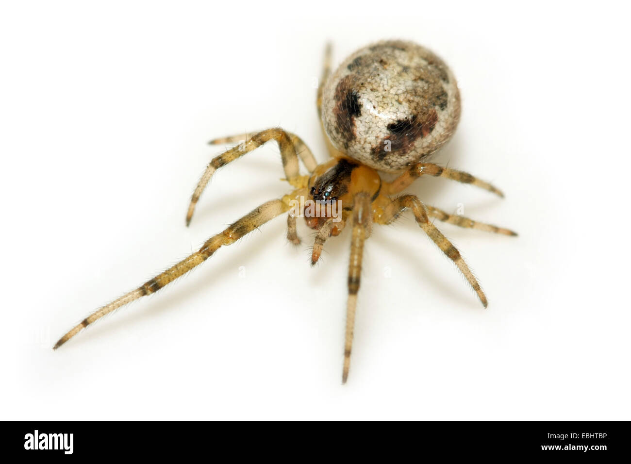 Missing sector orb web spider Cut Out Stock Images & Pictures - Alamy
