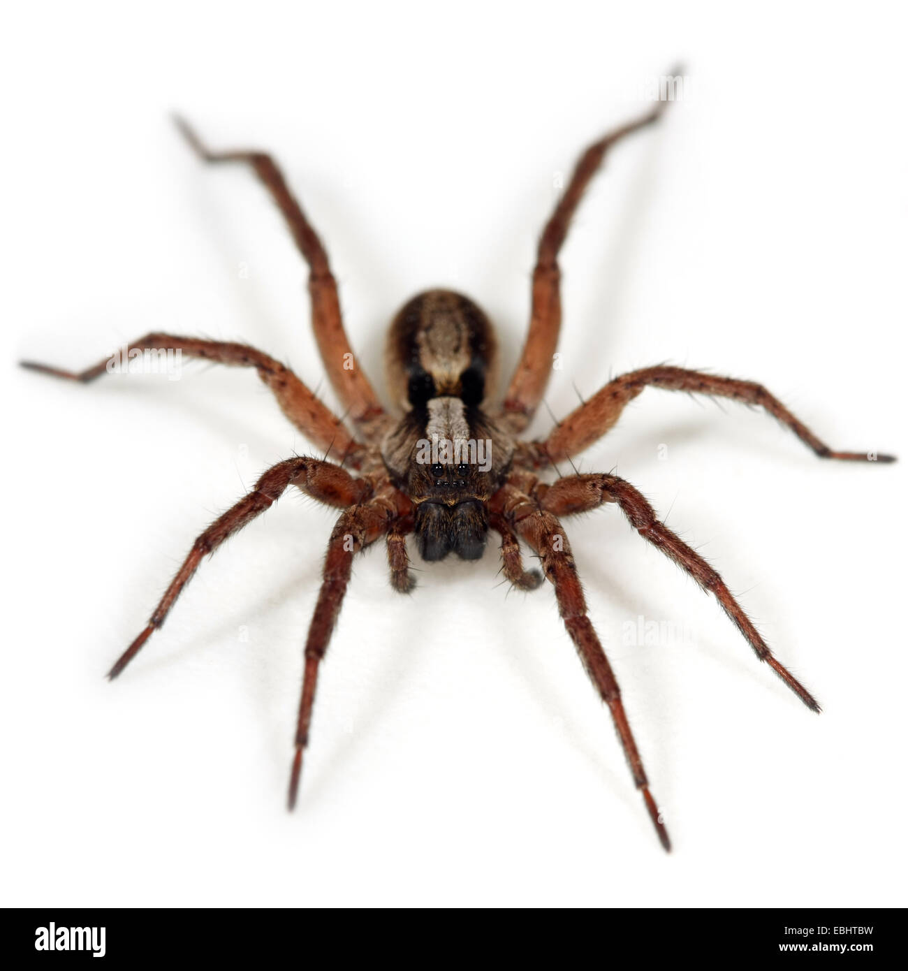A Female Wolf spider (Alopecosa aculeata) on white background. Wolf ...