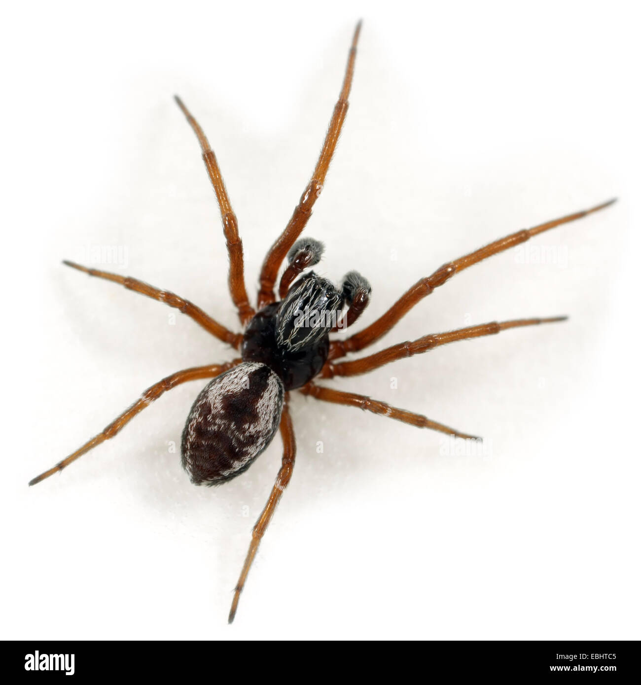 Dictyna arundinacea hi-res stock photography and images - Alamy