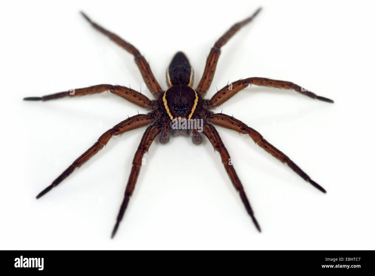 A male fen raft spider (Dolomedes plantarius), a semi-aquatic fishing ...