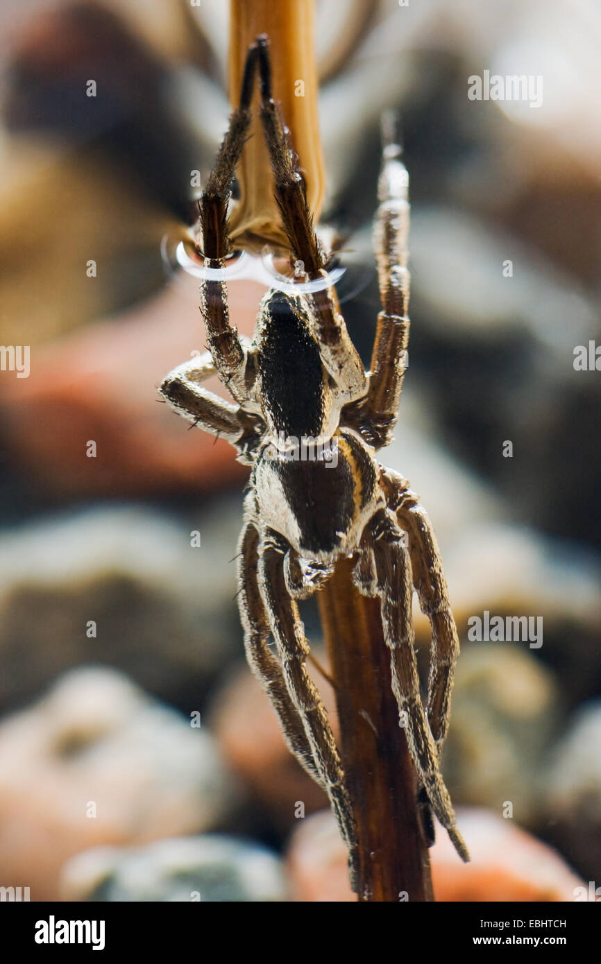 Fishing spider fishing hi-res stock photography and images - Alamy