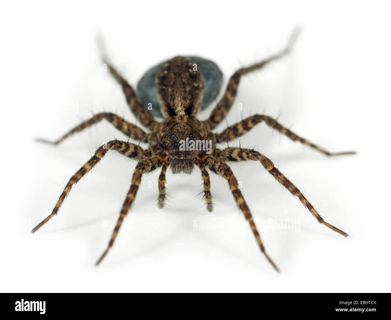 Wolf spider hi-res stock photography and images - Alamy