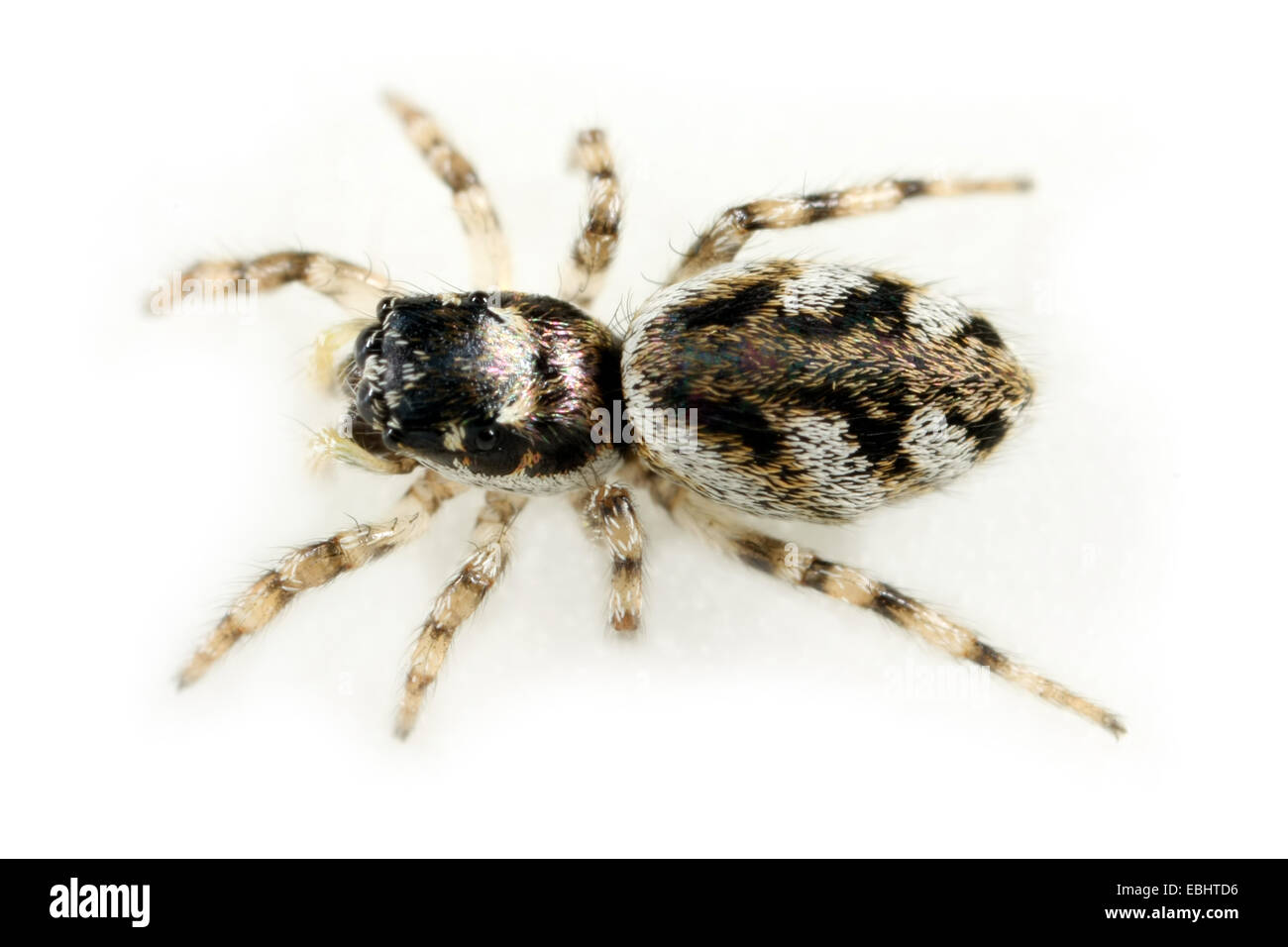 Salticus cingulatus hi-res stock photography and images - Alamy