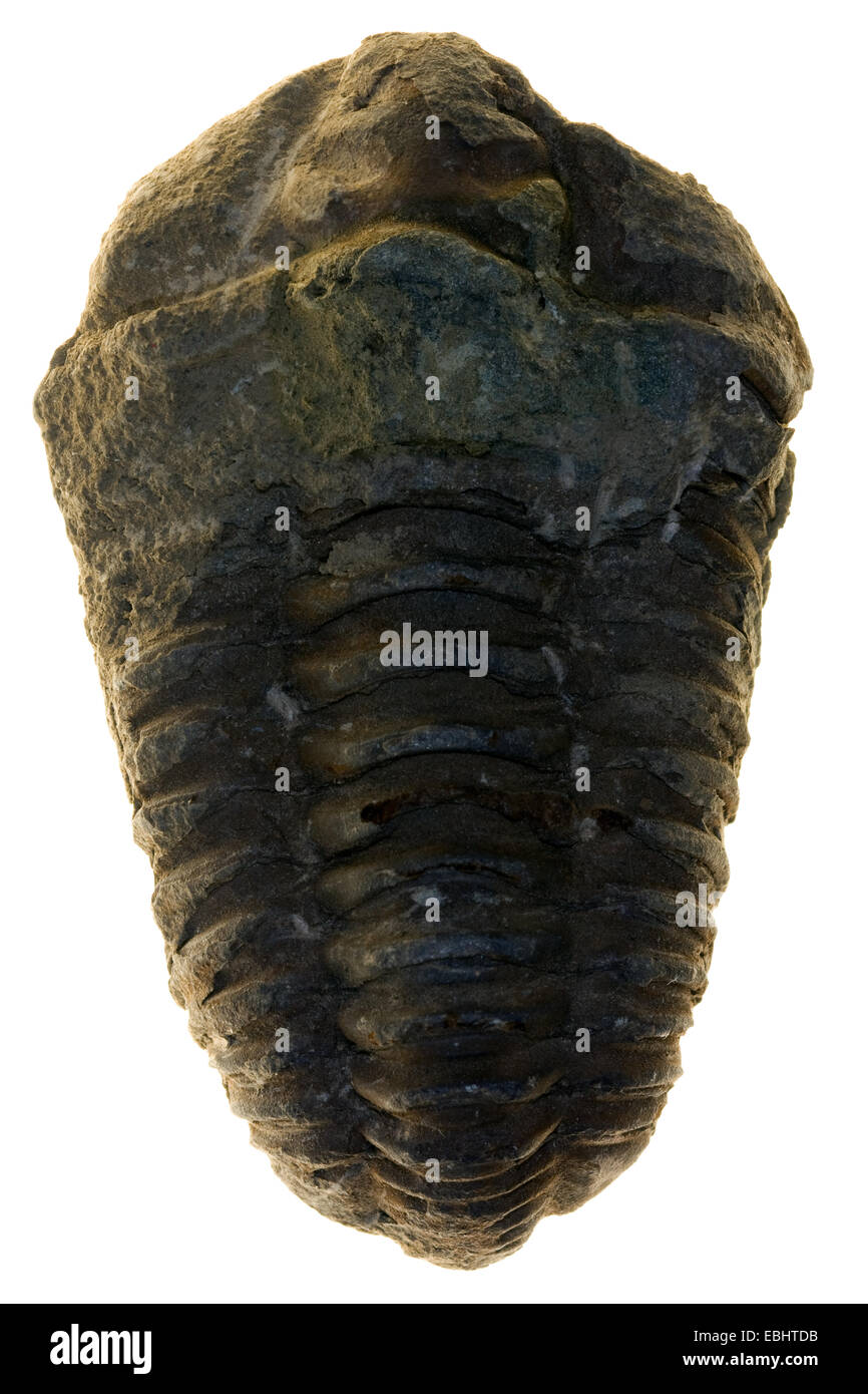 Trilobite animal fossil hi-res stock photography and images - Alamy