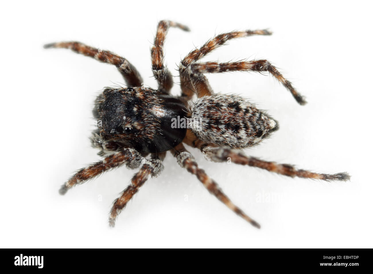 Male Sitticus pubescens, part of the famliy Salticidae, - Jumping ...