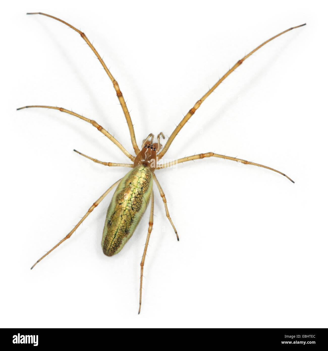 Tetragnatha extensa hi-res stock photography and images - Alamy