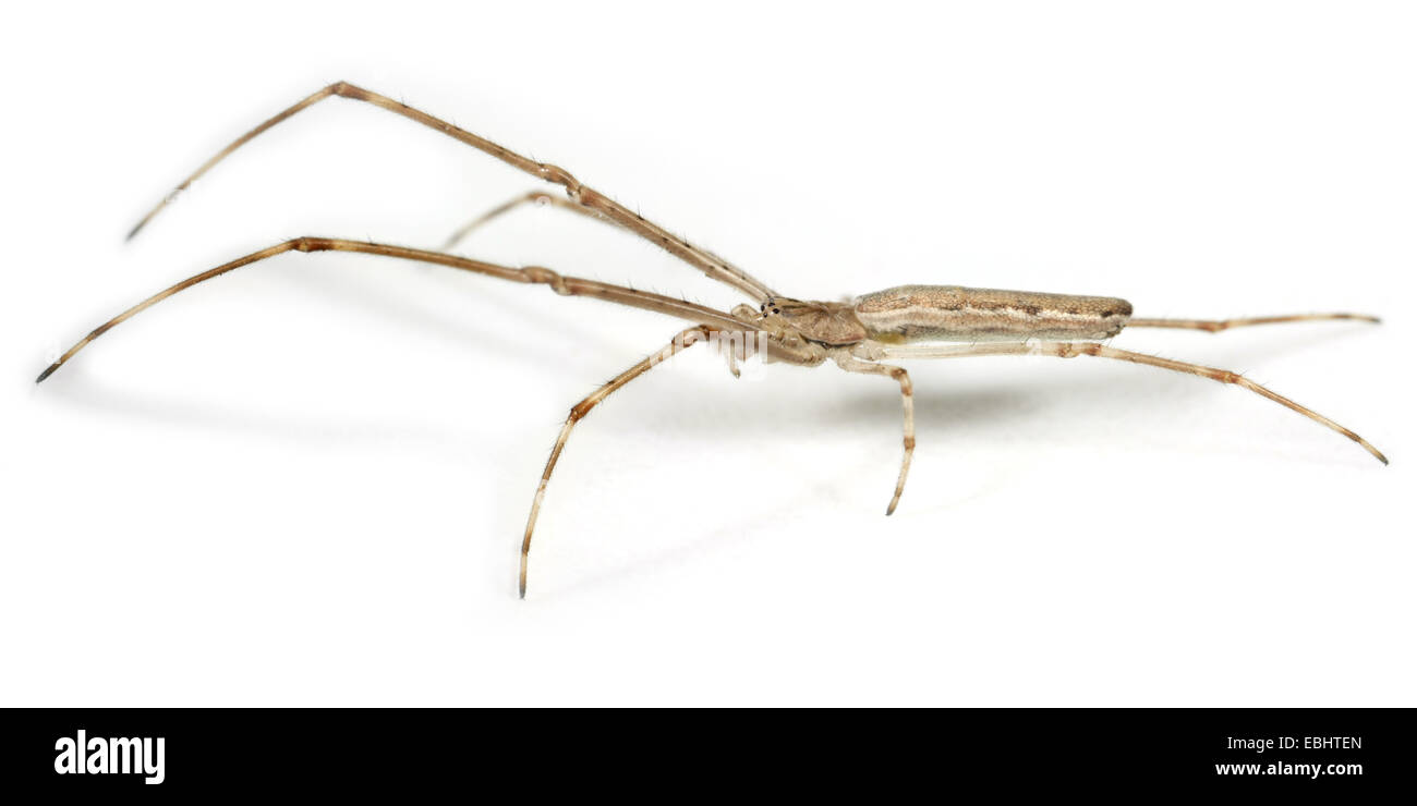 A female Stretch spider (Tetragnatha striata) on white background. Part ...