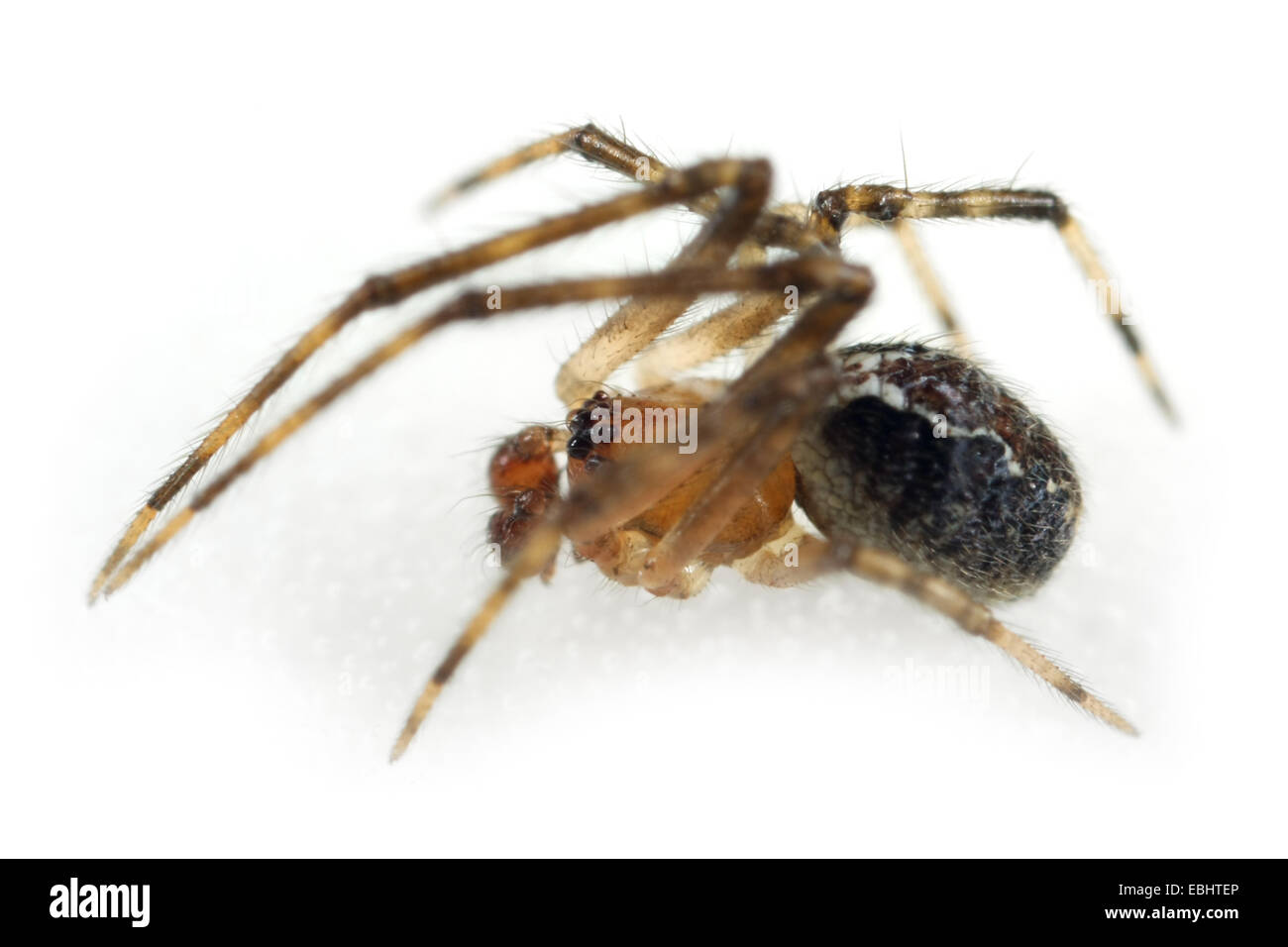 Spider foot close up hi-res stock photography and images - Alamy