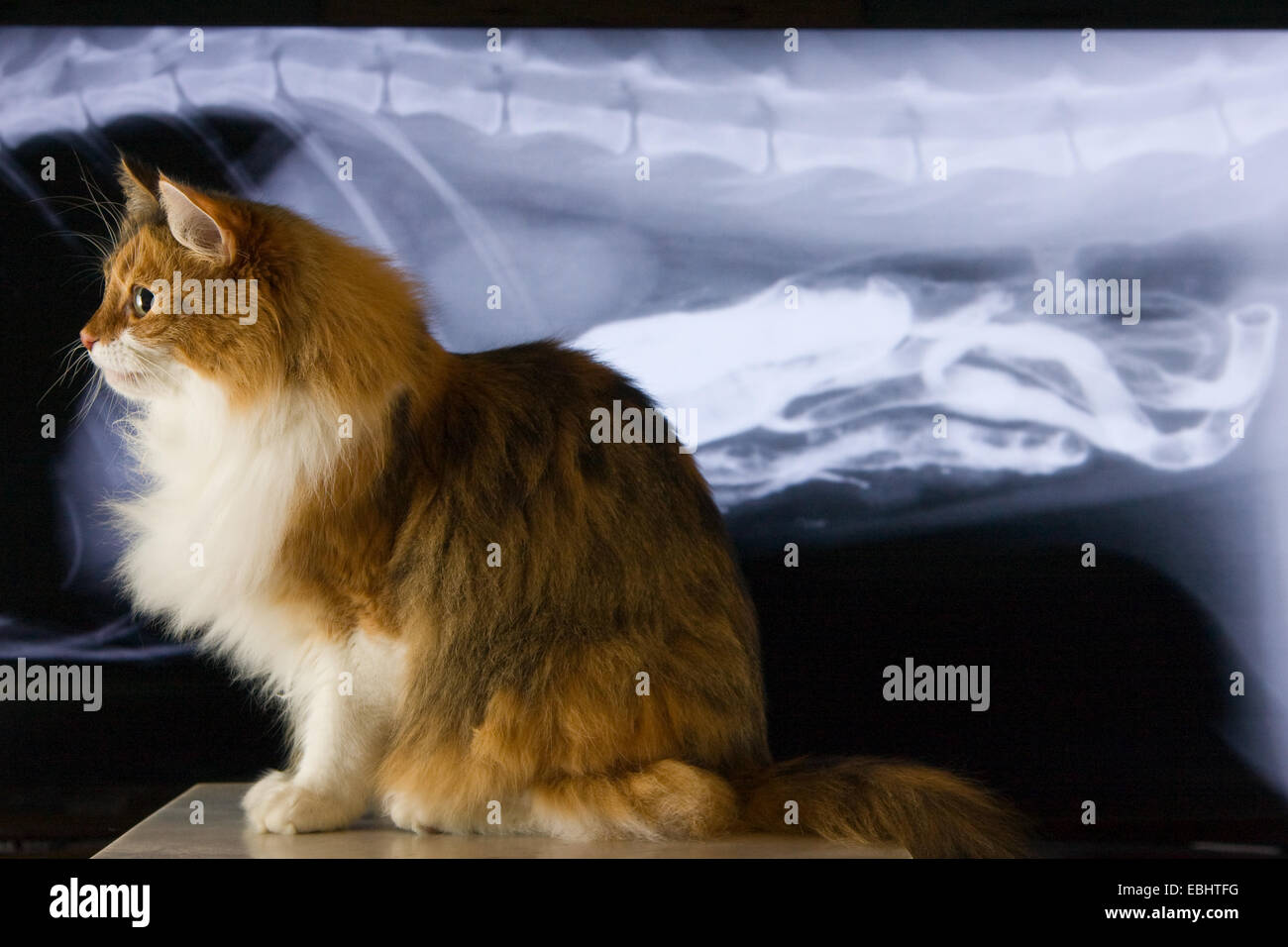 Cat sitting in front of an X-ray photo of itself. The X-ray image has a ...