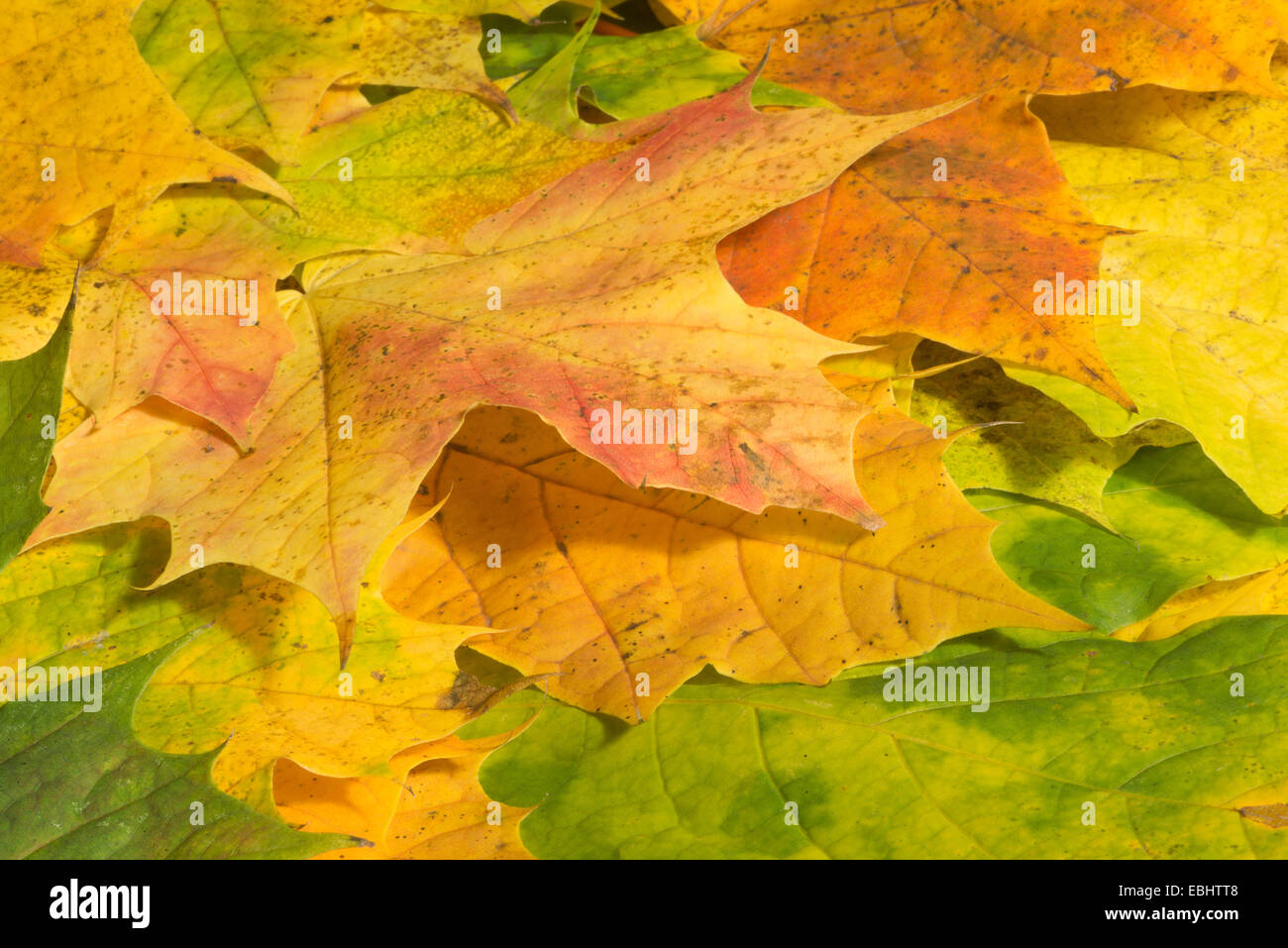 rich bright brilliant changing colors of autumn the fall seen in maple ...