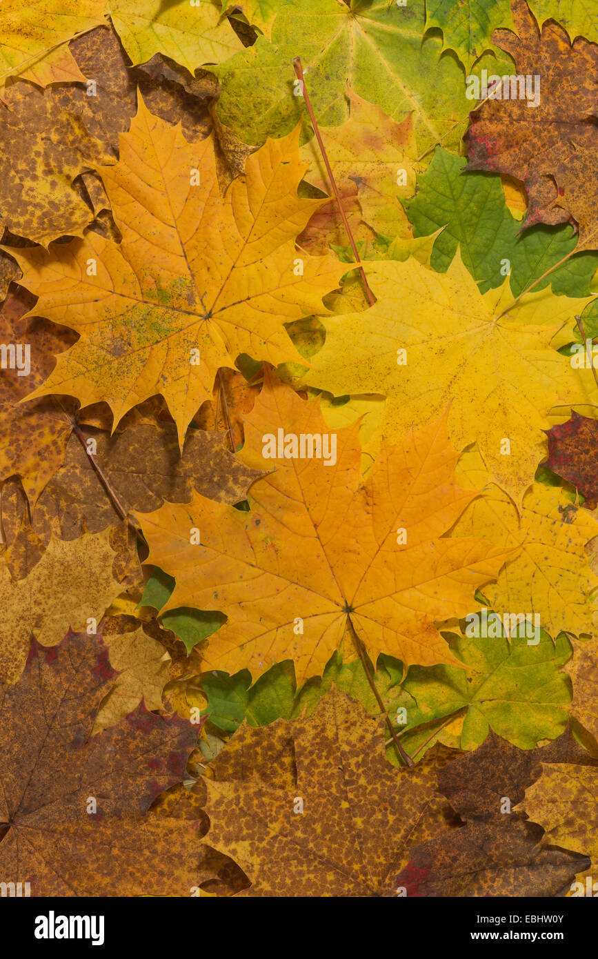 rich bright brilliant changing colors of autumn the fall seen in maple ...