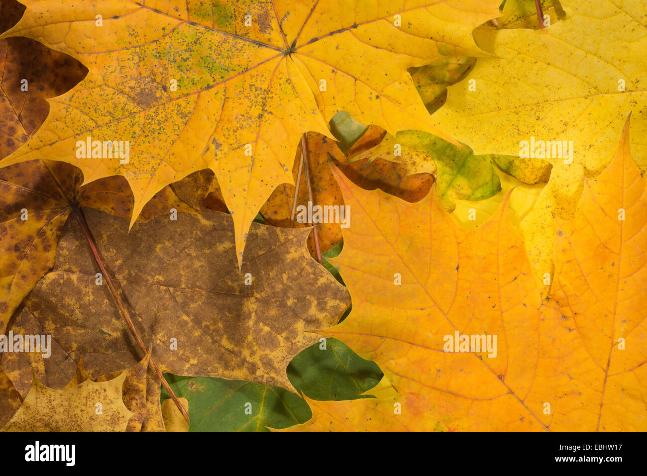 rich bright brilliant changing colors of autumn the fall seen in maple ...