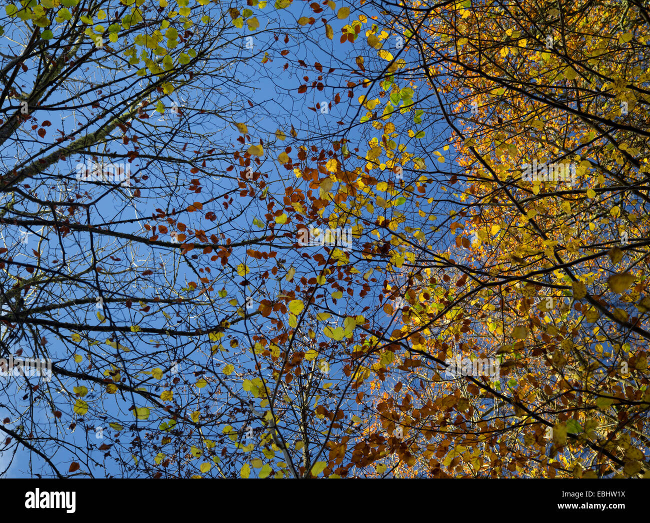 Yellowing tree leaves hi-res stock photography and images - Alamy