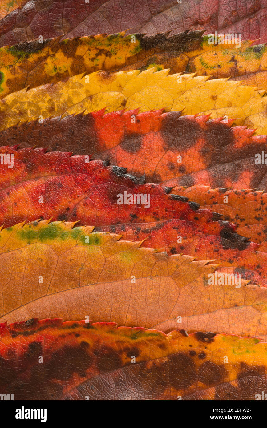 rich bright brilliant changing colors of autumn the fall seen in maple ...