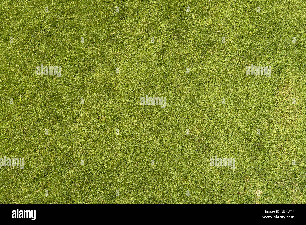 Grass Texture Hd