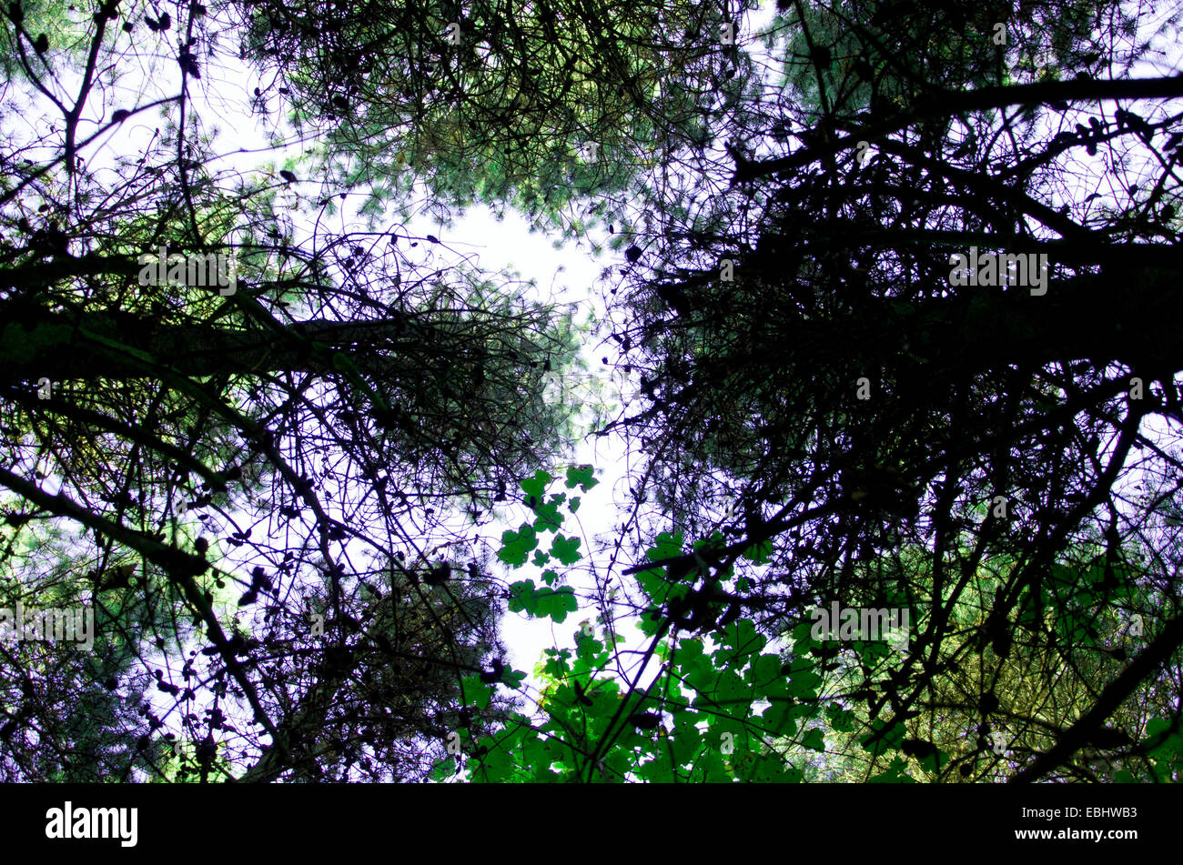 Forest abstract art hi-res stock photography and images - Alamy