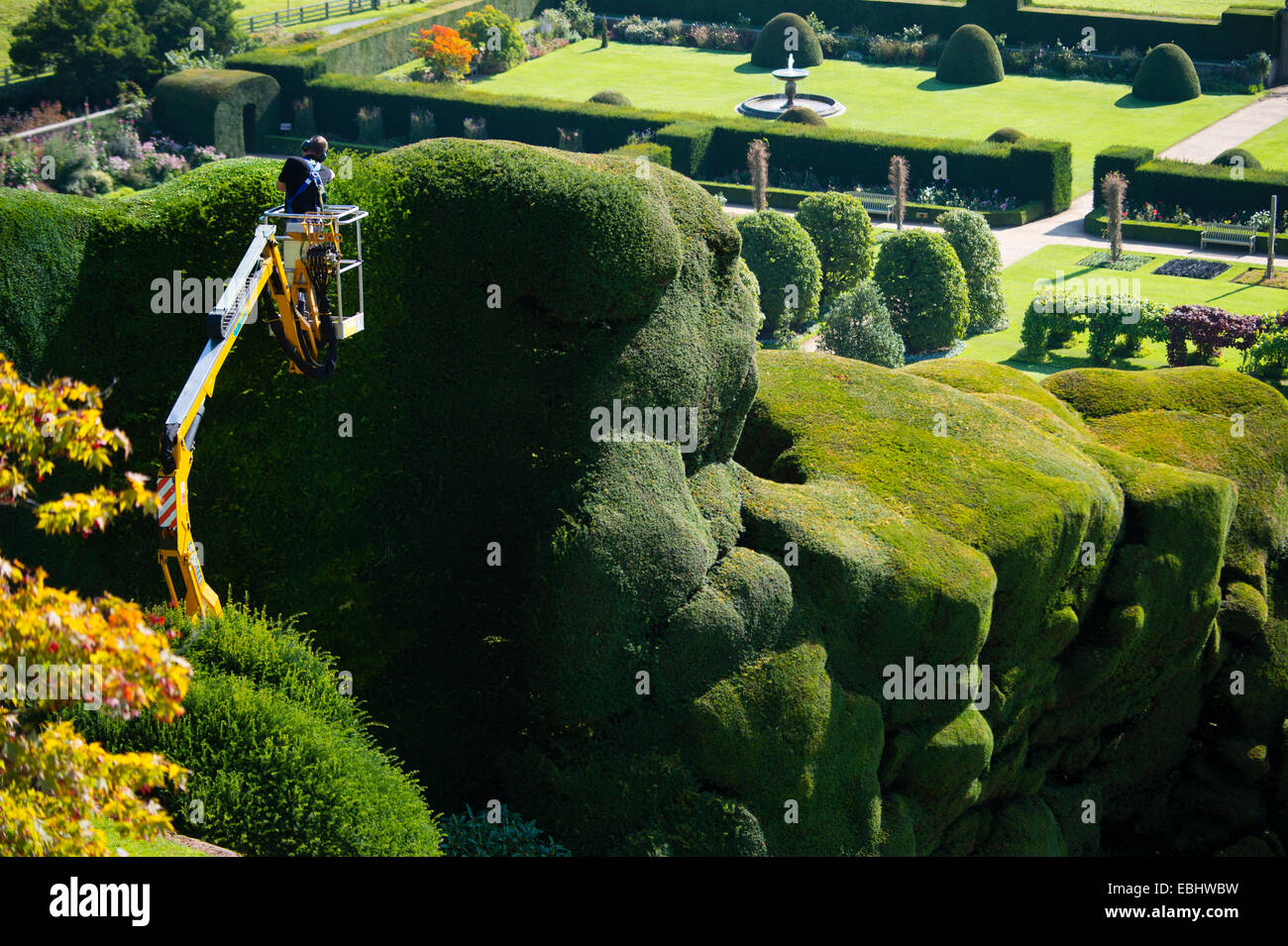 DAVID SWANTON, Head Gardener at Powis Castle , National Trust, trimming ...