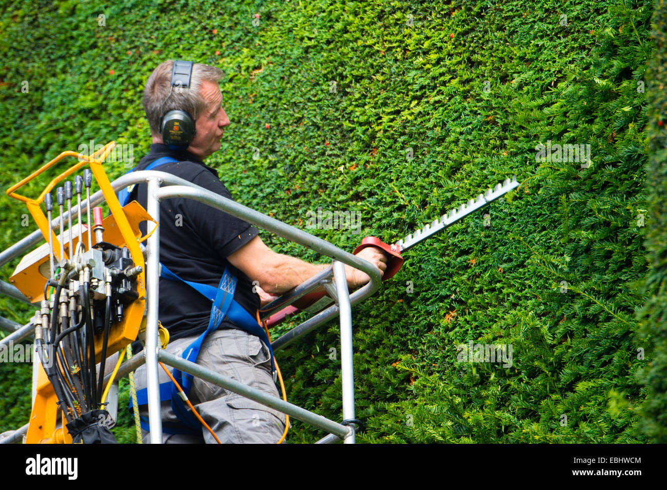 DAVID SWANTON, Head Gardener at Powis Castle , National Trust, trimming ...