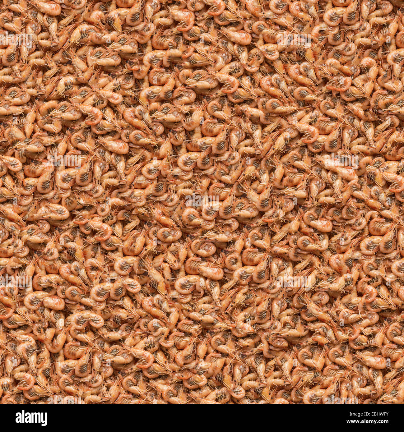 Seamless tileable texture of Prawns or Shrimp for sale as a seafood ...