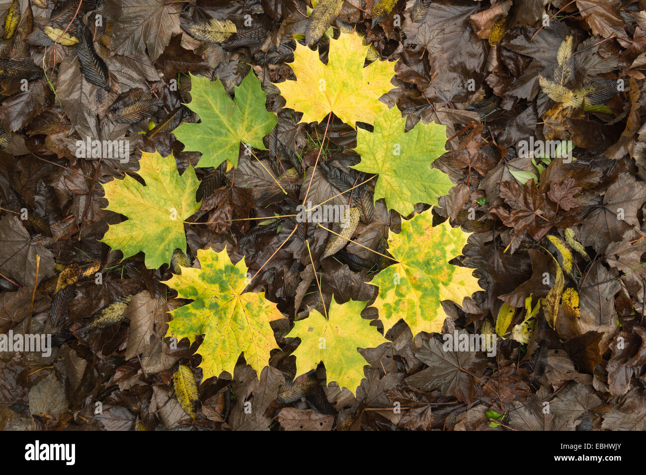 Andy goldsworthy tree hi-res stock photography and images - Alamy