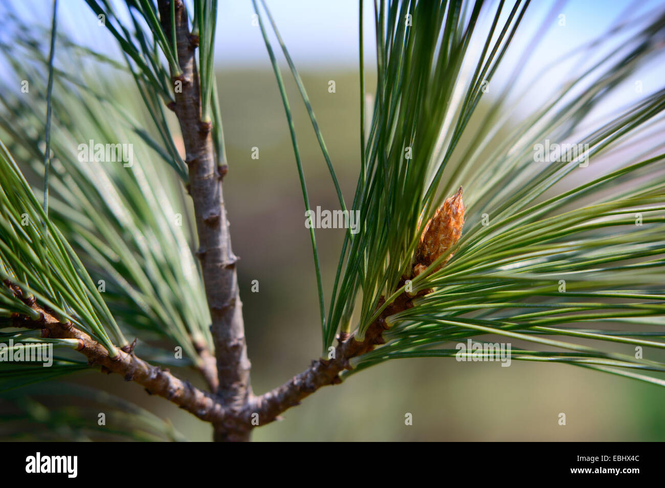 Evergreen Tree branch with a pine cone budding Stock Photo - Alamy