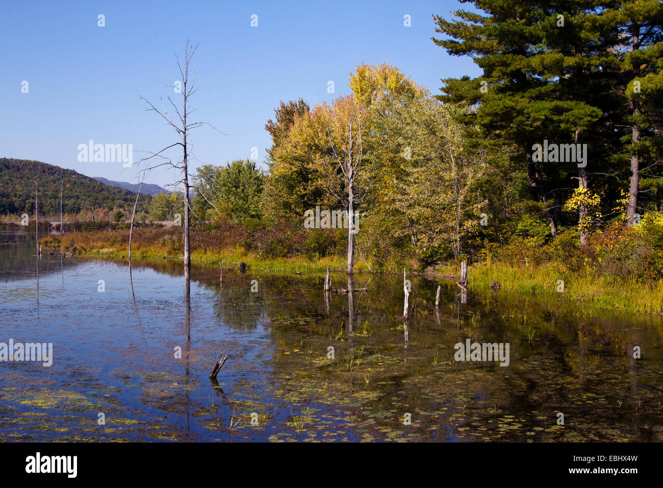 Adirondack State Park fen bog marsh swamp wetlands Crown Point New York ...