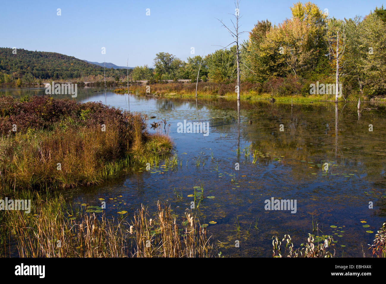 Adirondack State Park fen bog marsh swamp wetlands Crown Point New York ...